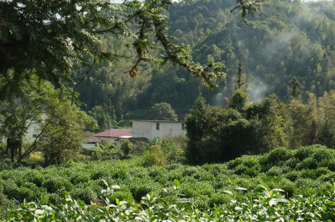 Qimen An Cha: A Mysterious Hei Cha with a Rich History - China Tea Spirit