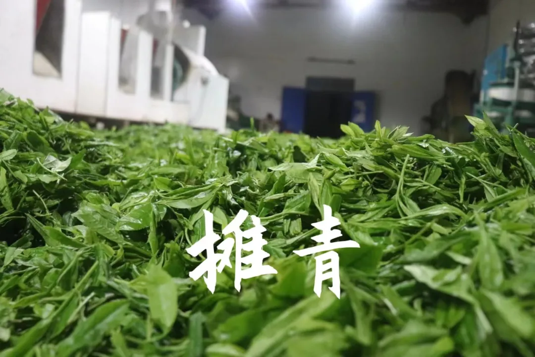Qimen An Cha: A Mysterious Hei Cha with a Rich History - China Tea Spirit