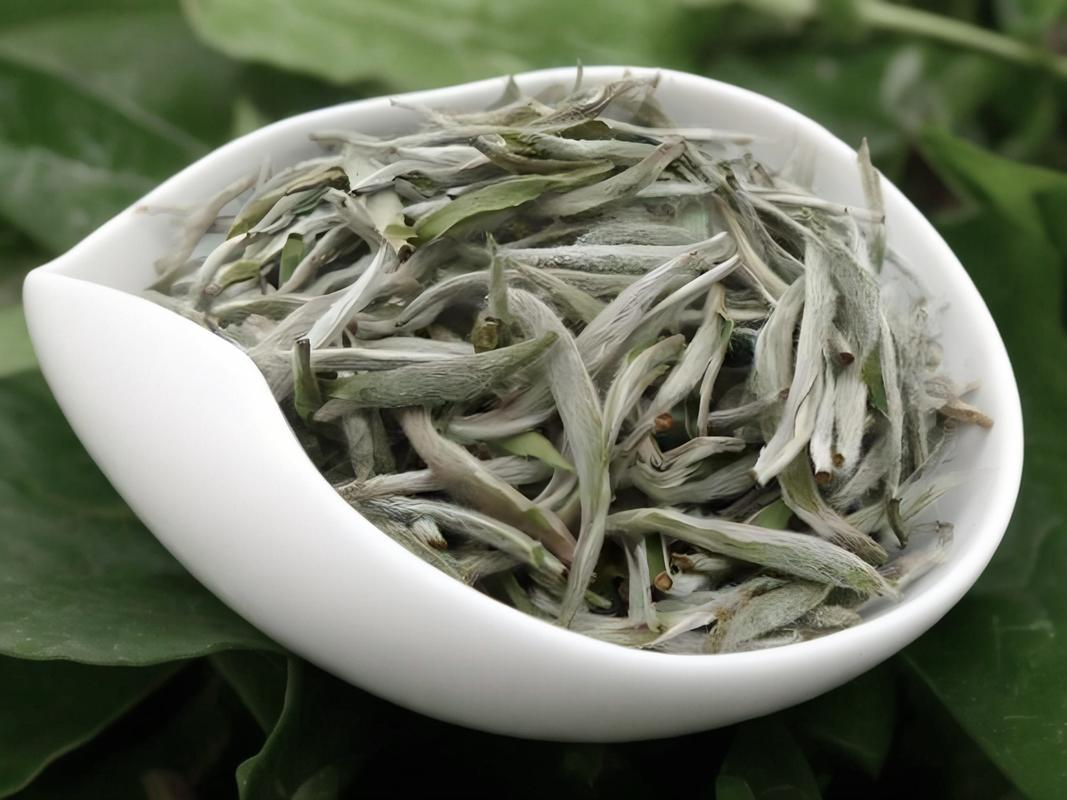 The White Teas with Different Benefits – Which One’s Right for You ...