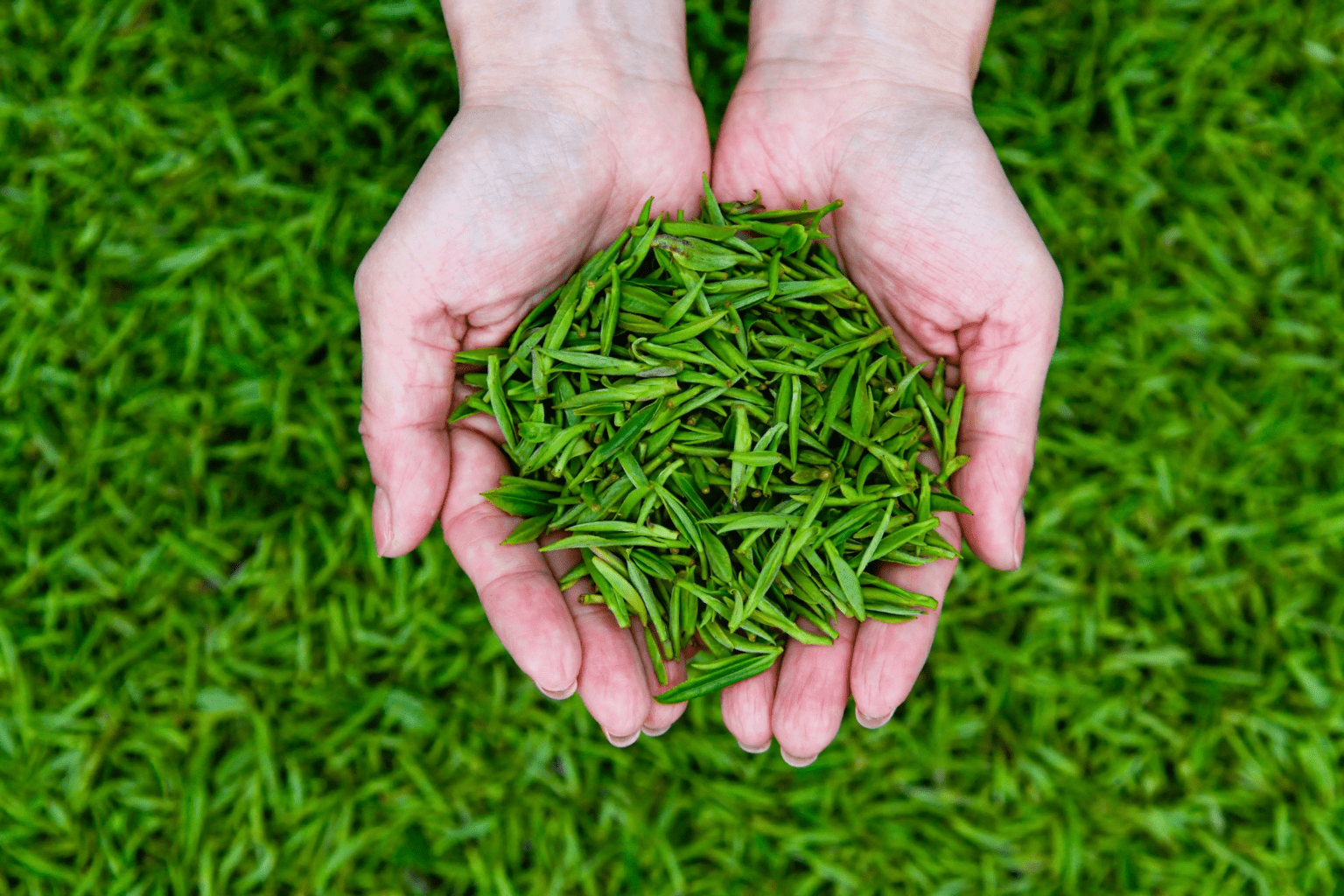 Why Does Some Green Tea Smell Fragrant but Taste Bland? Check These ...