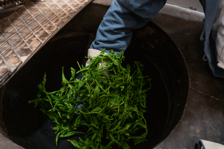 The Gift of Mist at 30° North - China Tea Spirit